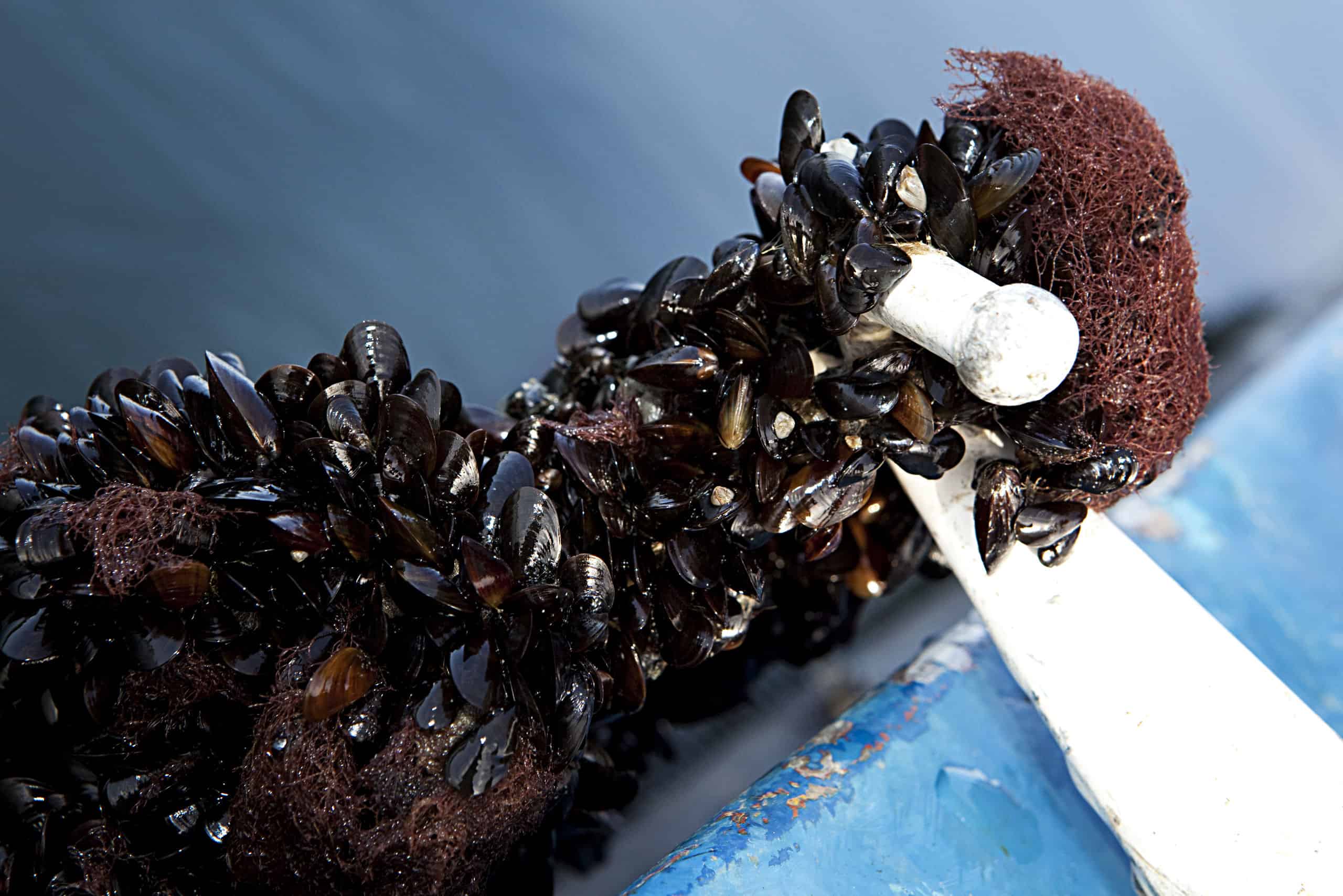 Baltic Blue Growth - Initiation of full scale mussel farming in the ...