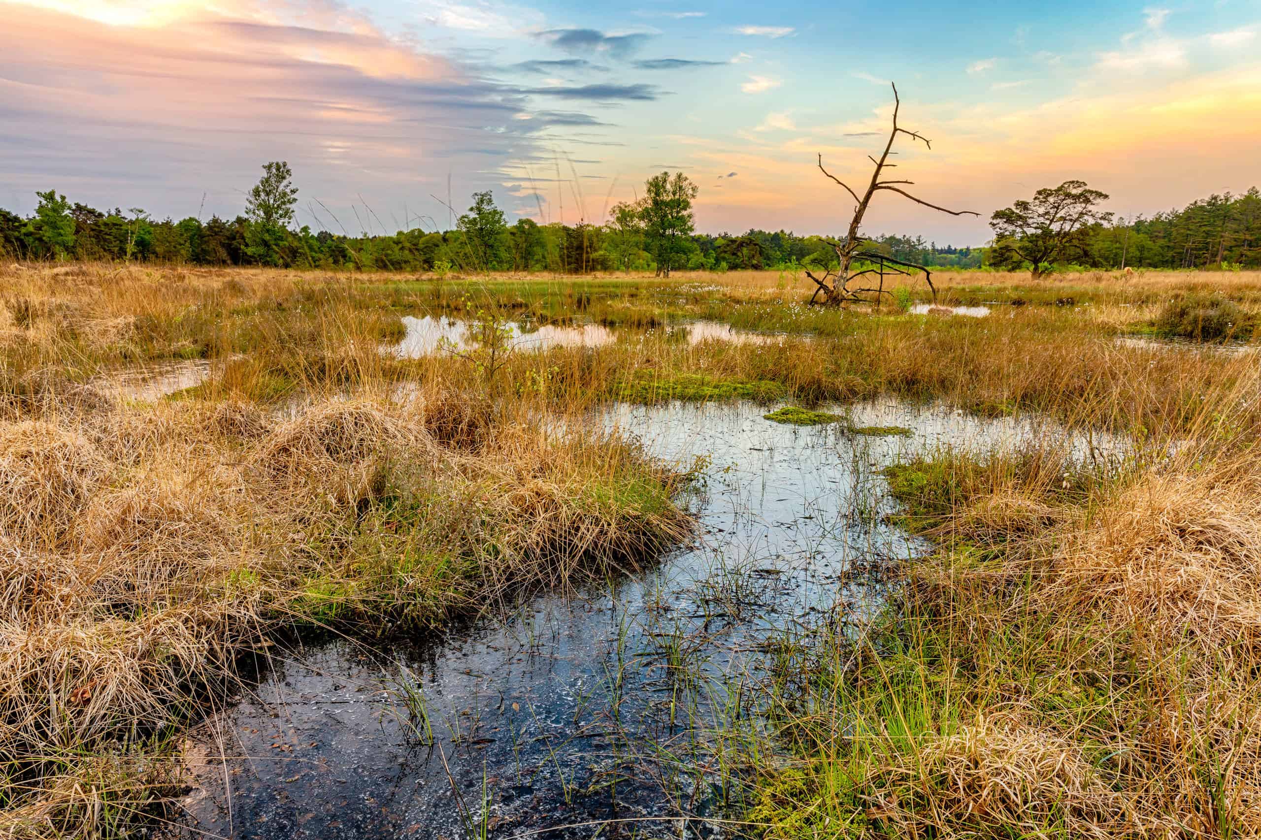 Development of Sustainable (adaptive) peatland management by ...