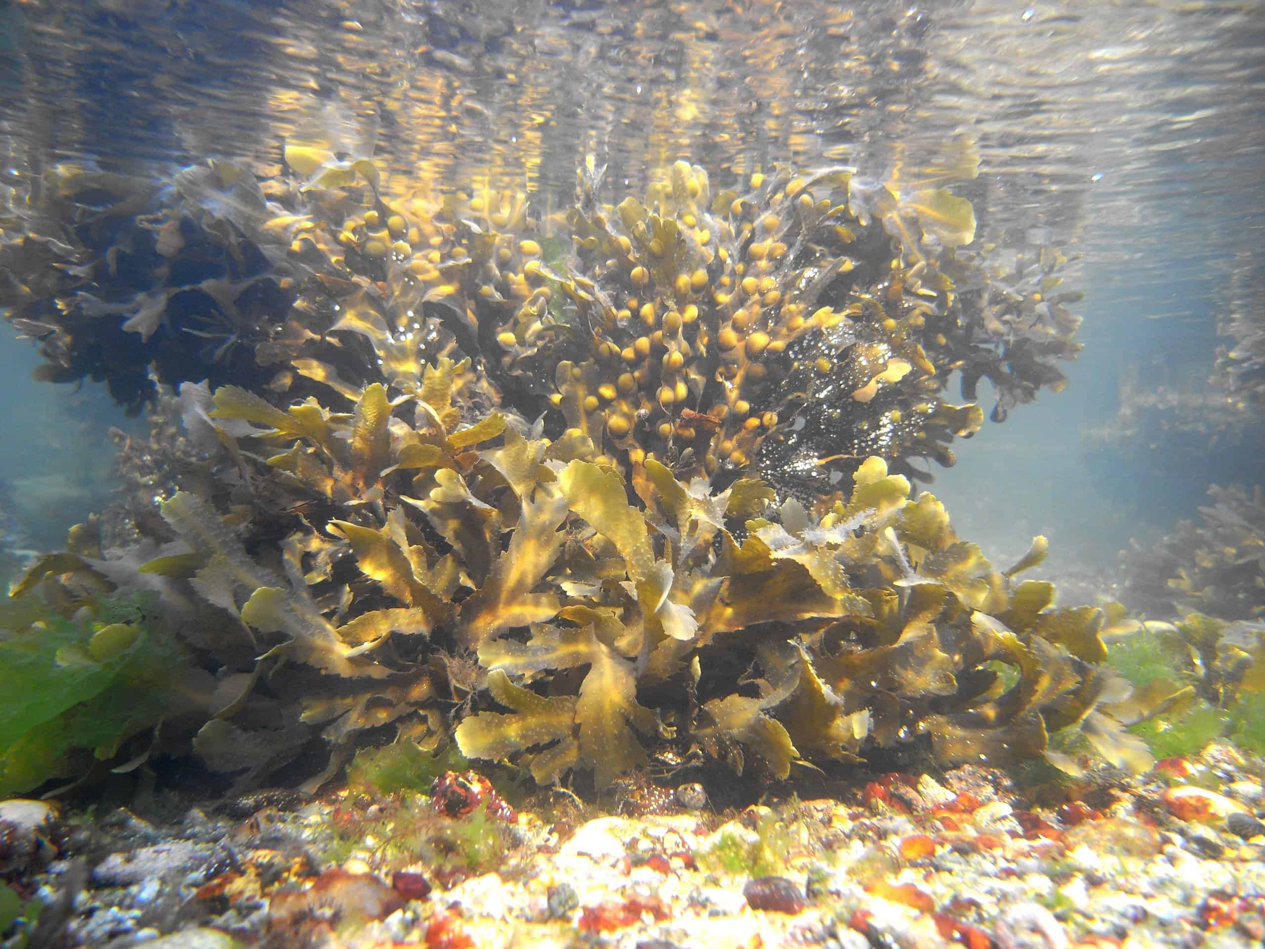 Growing Algae Sustainably in the Baltic Sea - Interreg Baltic Sea Region