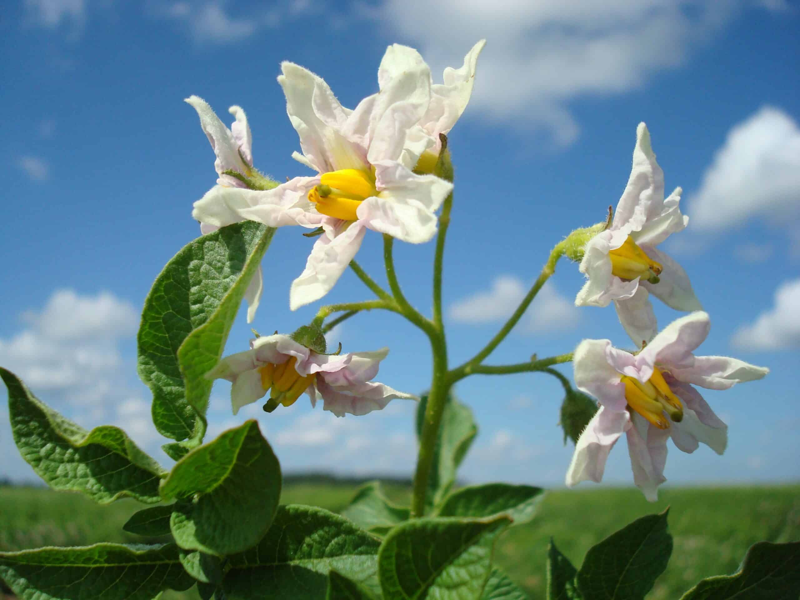 MainPotRe activities encourage local communities to discuss potatoes as ...