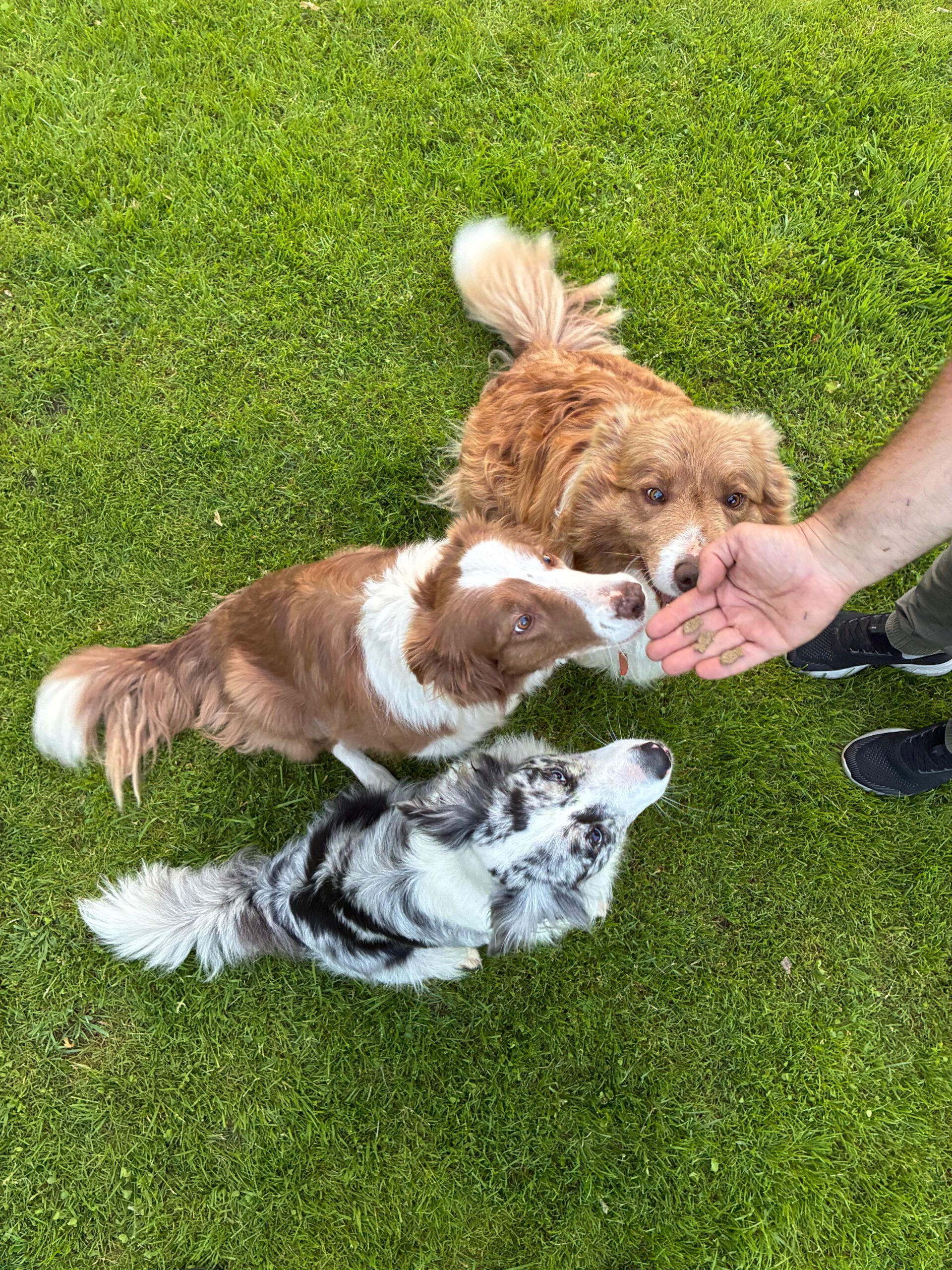 Can Round Goby Win Over Dogs - and Their Owners? - Interreg Baltic Sea ...